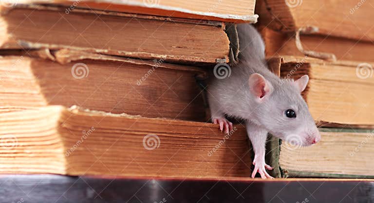 Rat in library stock photo. Image of pile, dirty, pest - 6479754