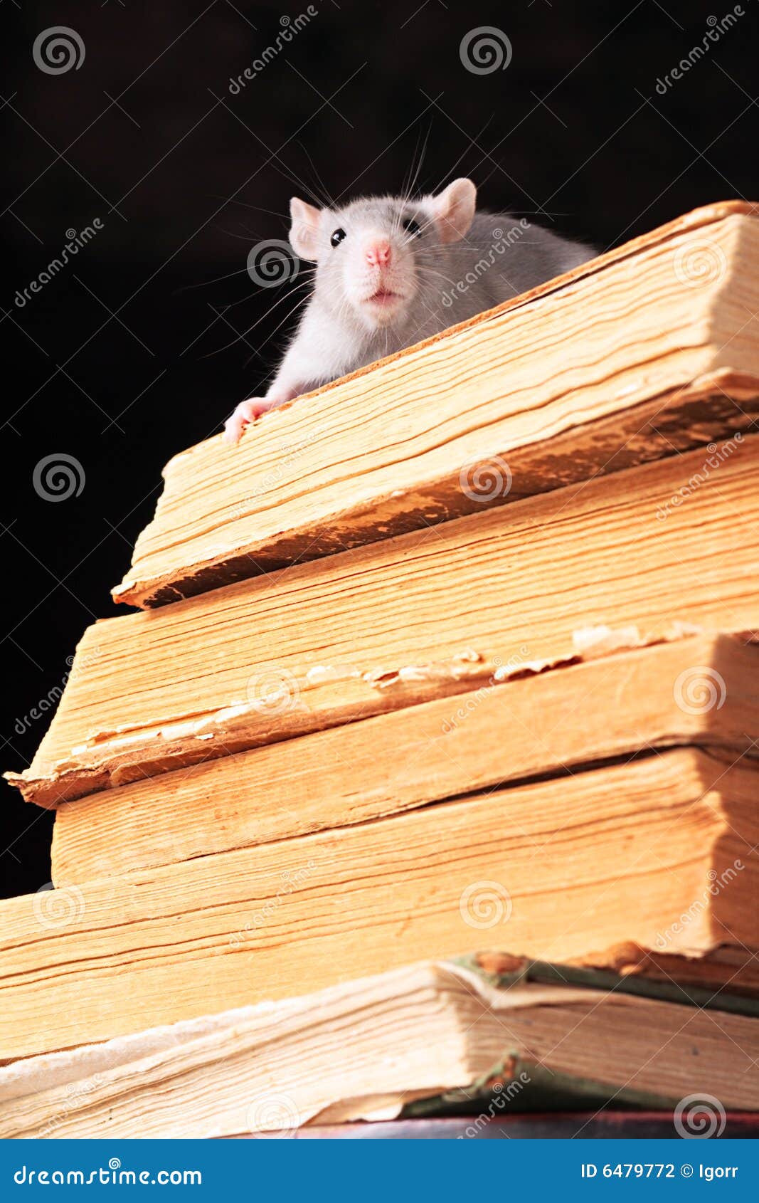 Rat in library stock photo. Image of antique, literary - 6479772
