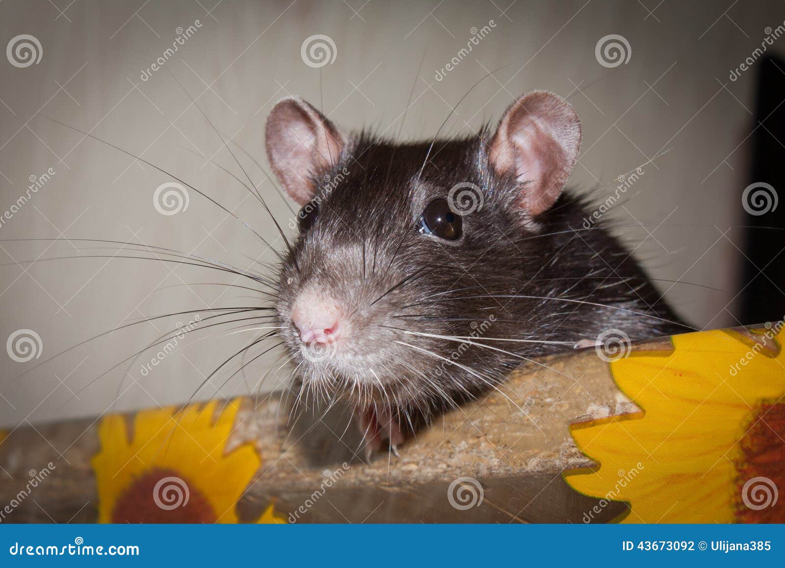 Rat stock photo. Image of mice, wildlife, succes, black - 43673092