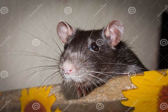 Rat stock photo. Image of mice, wildlife, succes, black - 43673092
