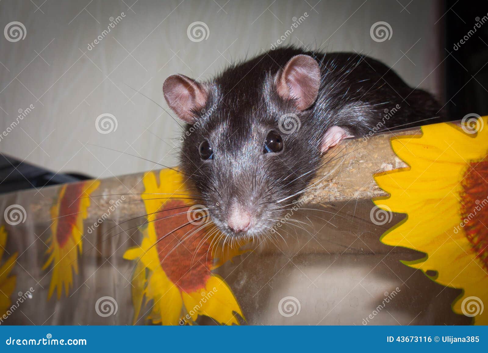 Rat stock photo. Image of black, rodents, sewer, moustaches - 43673116