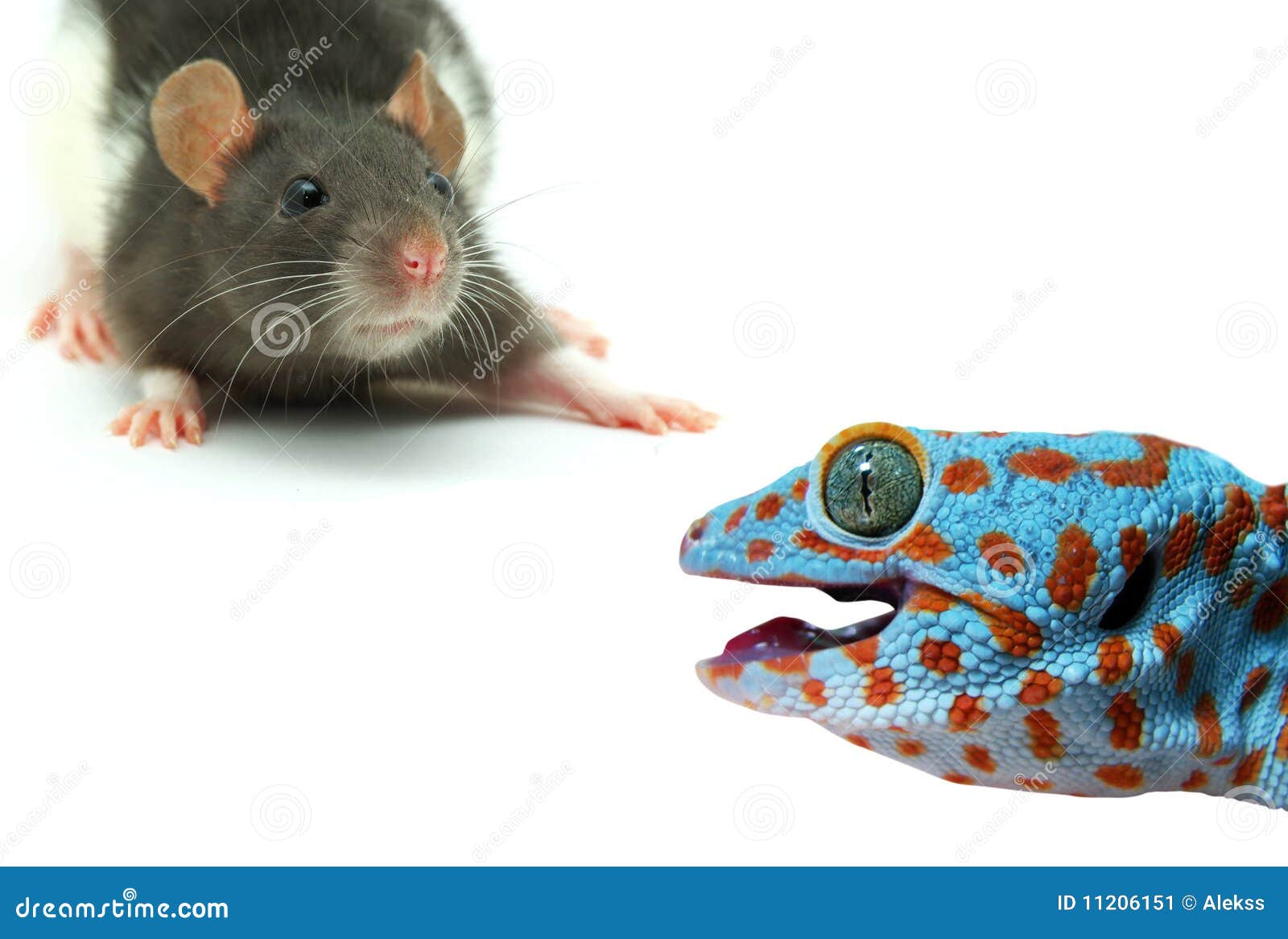 Rat and lizard stock image. Image of reptile, white, macro - 11206151