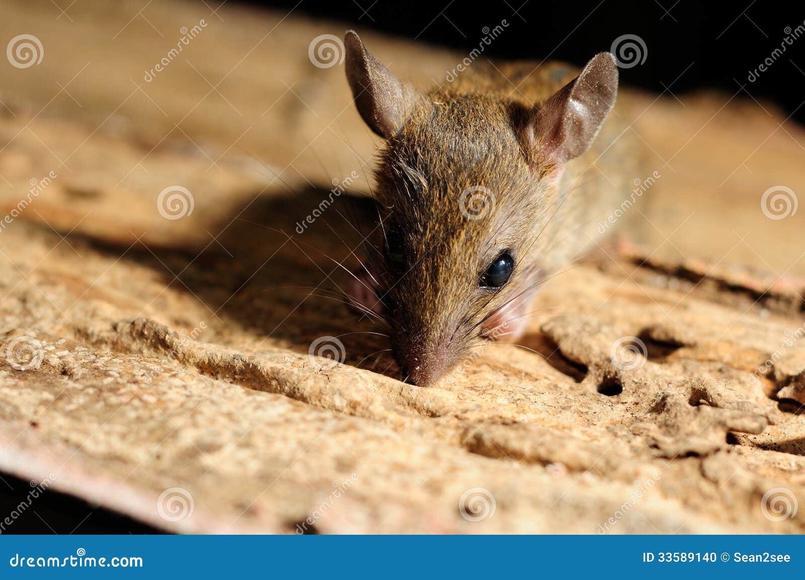 Rat look at stock photo. Image of white, rodent, tail - 33589140