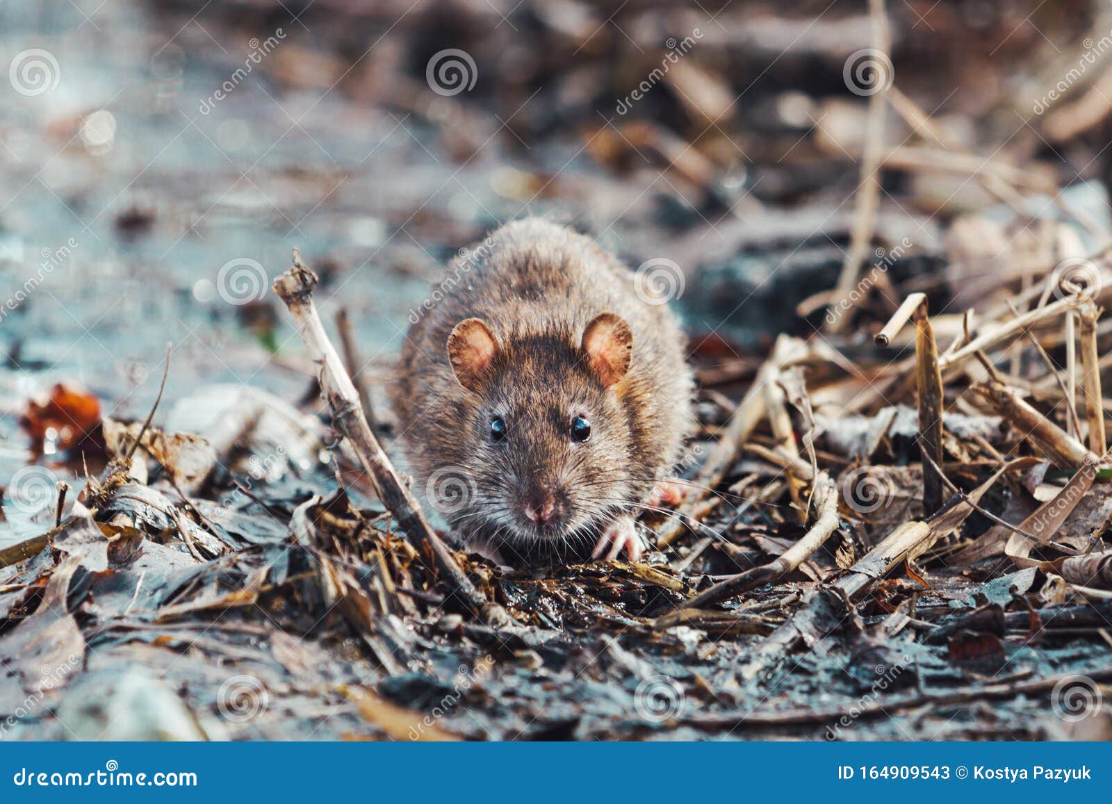 Rat looks at the camera stock image. Image of plague - 164909543