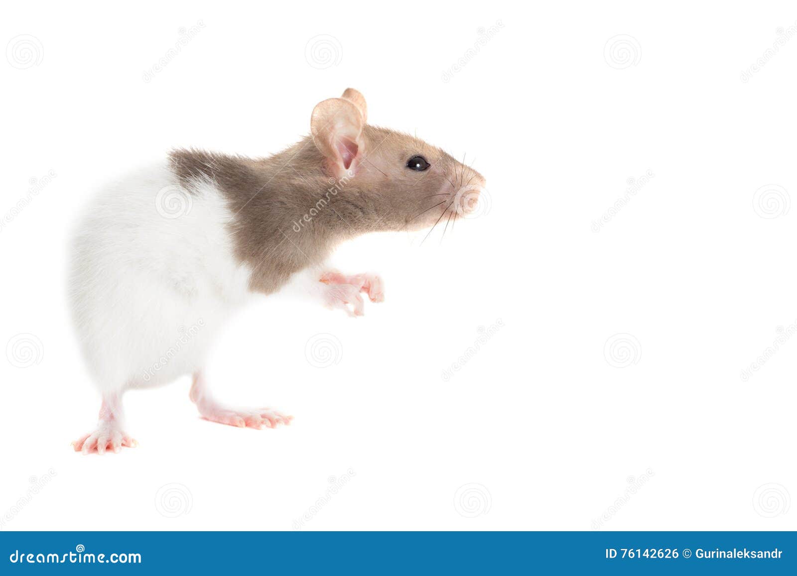 Rat looks stock photo. Image of rodent, animals, white - 76142626