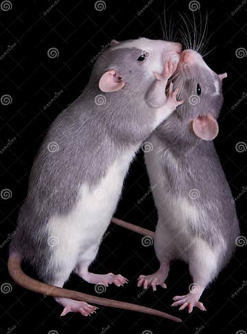 Rat Love stock image. Image of vermin, cute, friends - 10351803