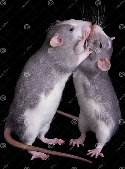 Rat Love stock image. Image of vermin, cute, friends - 10351803