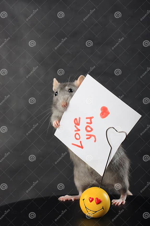 Rat with a love message stock image. Image of love, mouse - 4733351