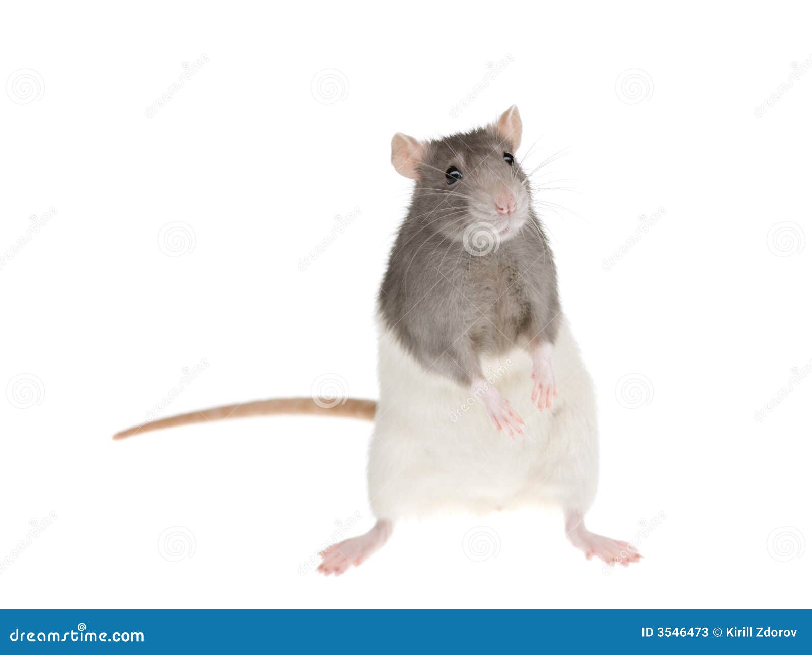 Rat mignon image stock. Image du animaux, isolement, mammifère - 3546473