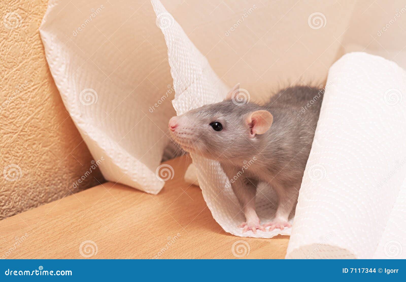 Rat mignon photo stock. Image du domestique, rongeur, papier - 7117344