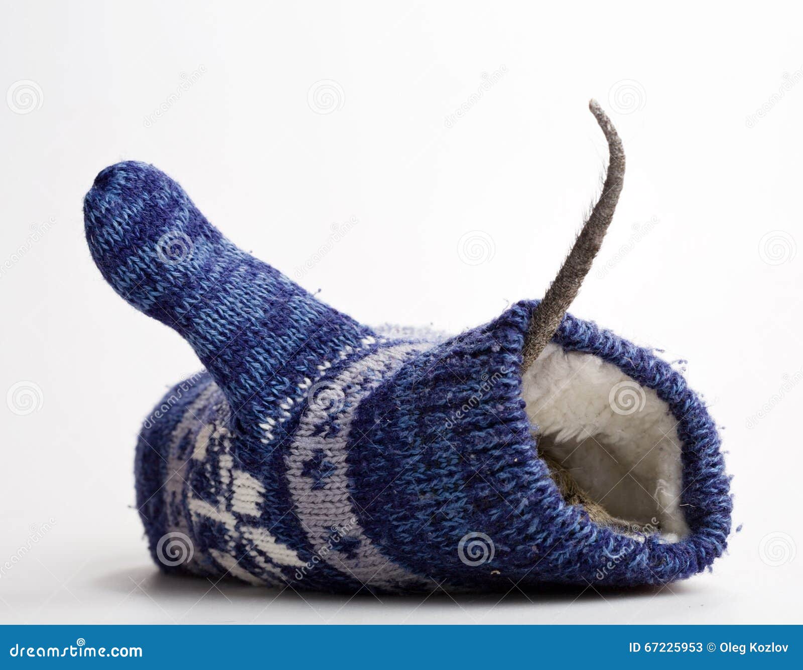 Rat in mitten stock image. Image of nose, wool, muzzle - 67225953