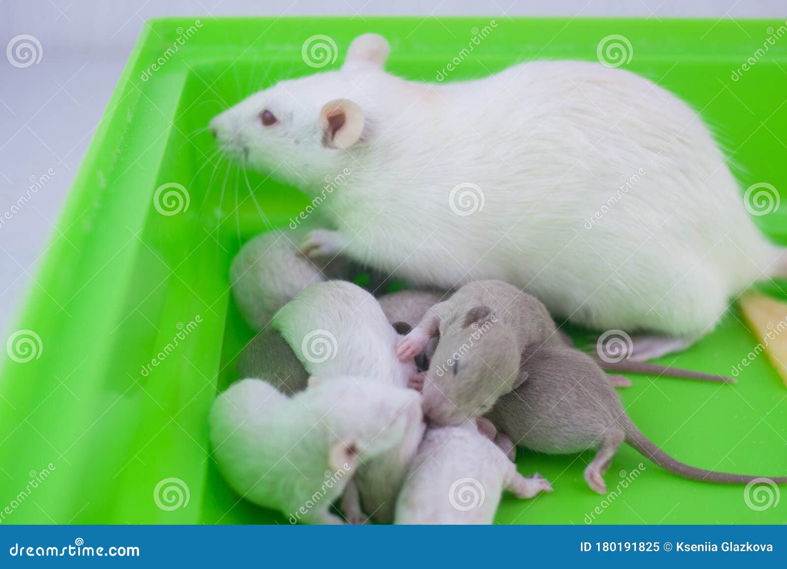Rat Mom and Her Newborn Babies Stock Image - Image of cute, dangerous ...