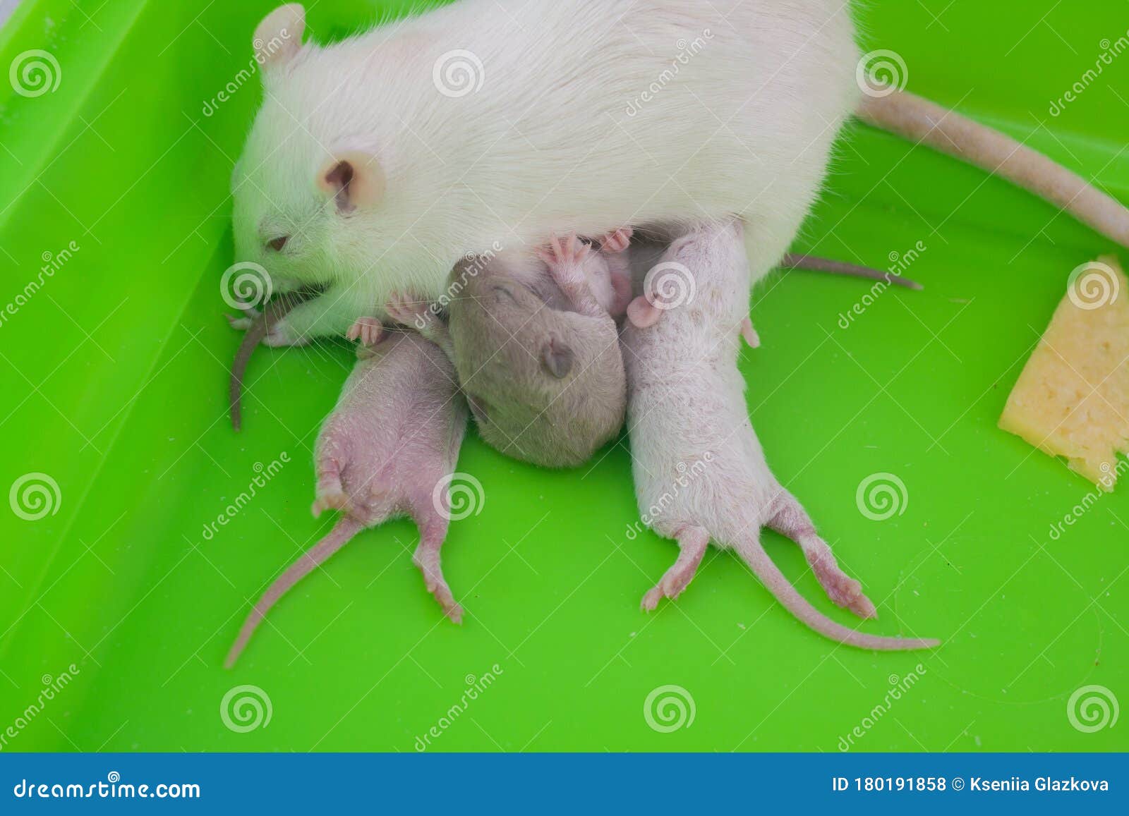 Rat Mom and Her Newborn Babies Stock Photo - Image of beautiful ...