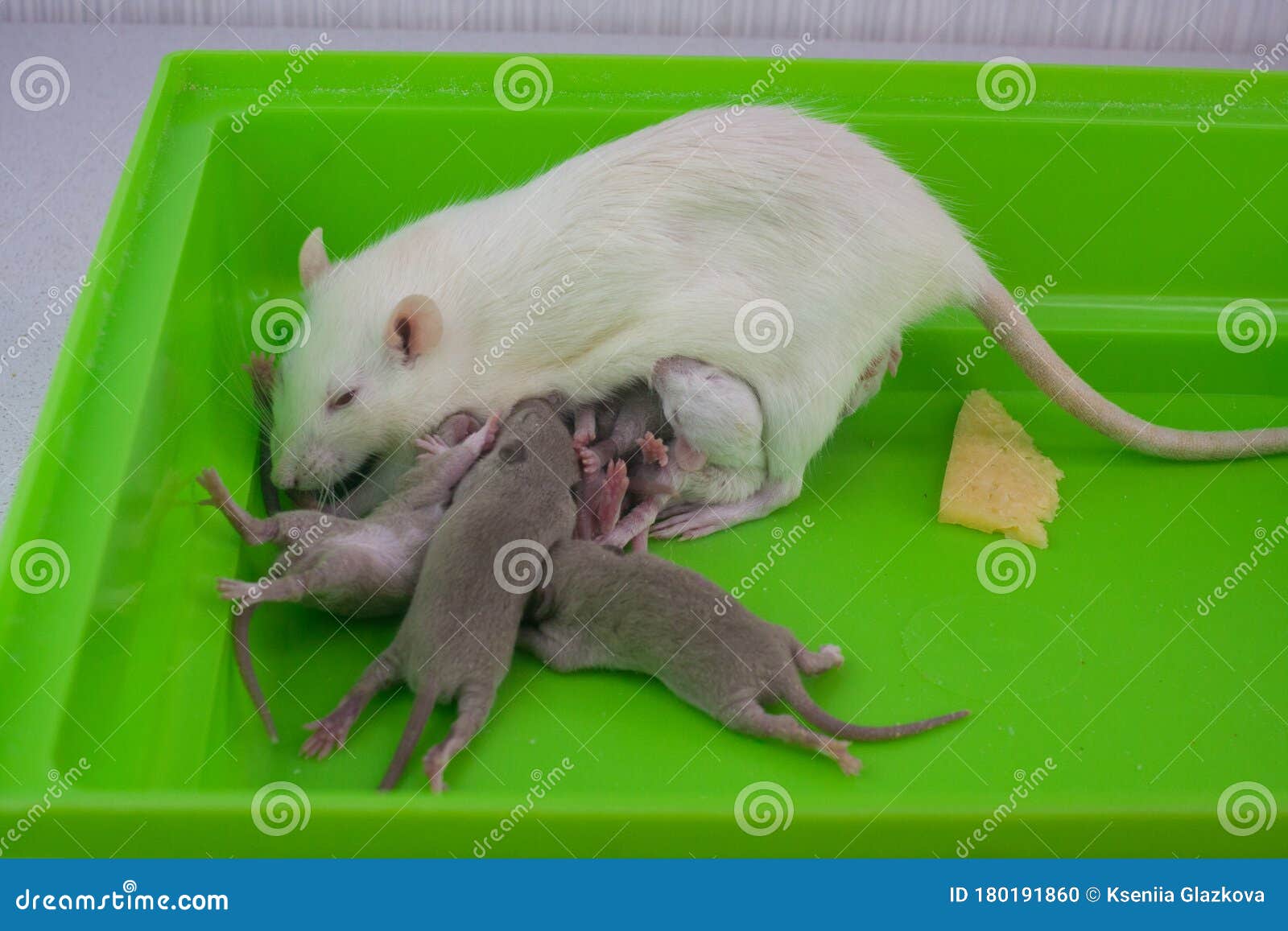 Rat Mom and Her Newborn Babies Stock Photo - Image of tail, pandemic ...