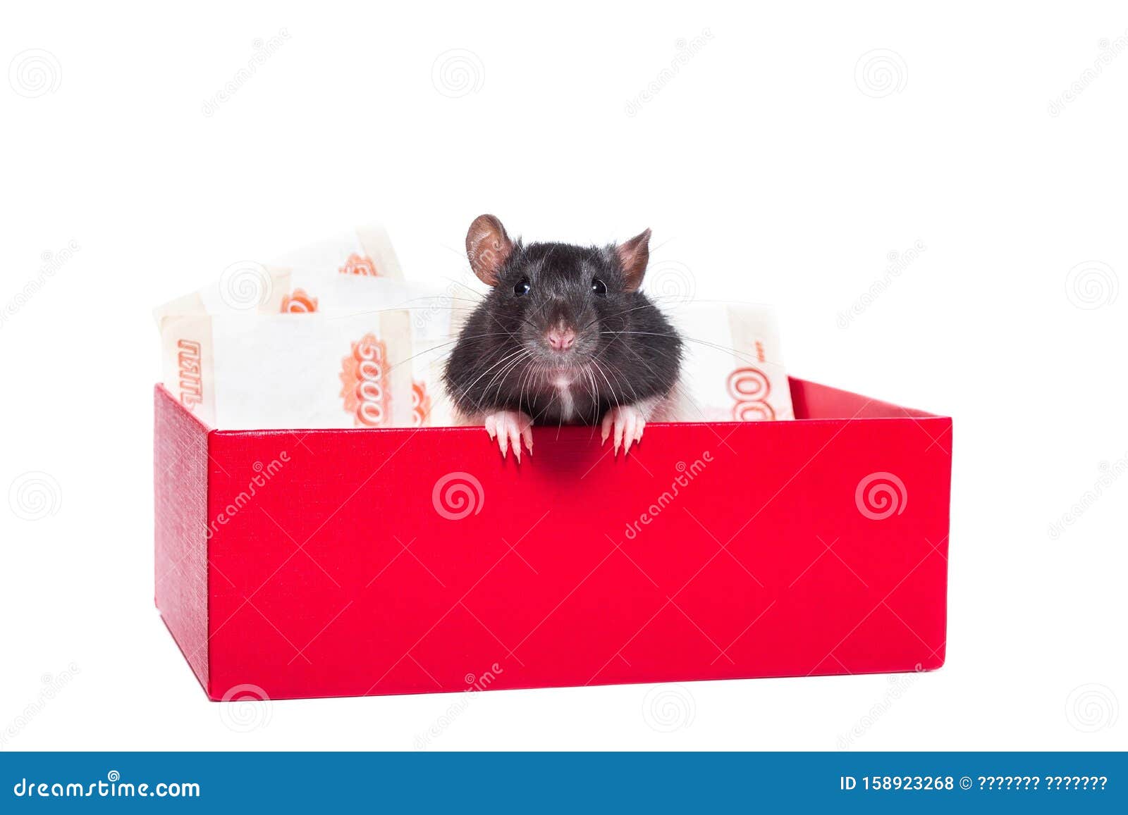 Rat with money stock photo. Image of currency, banknotes - 158923268