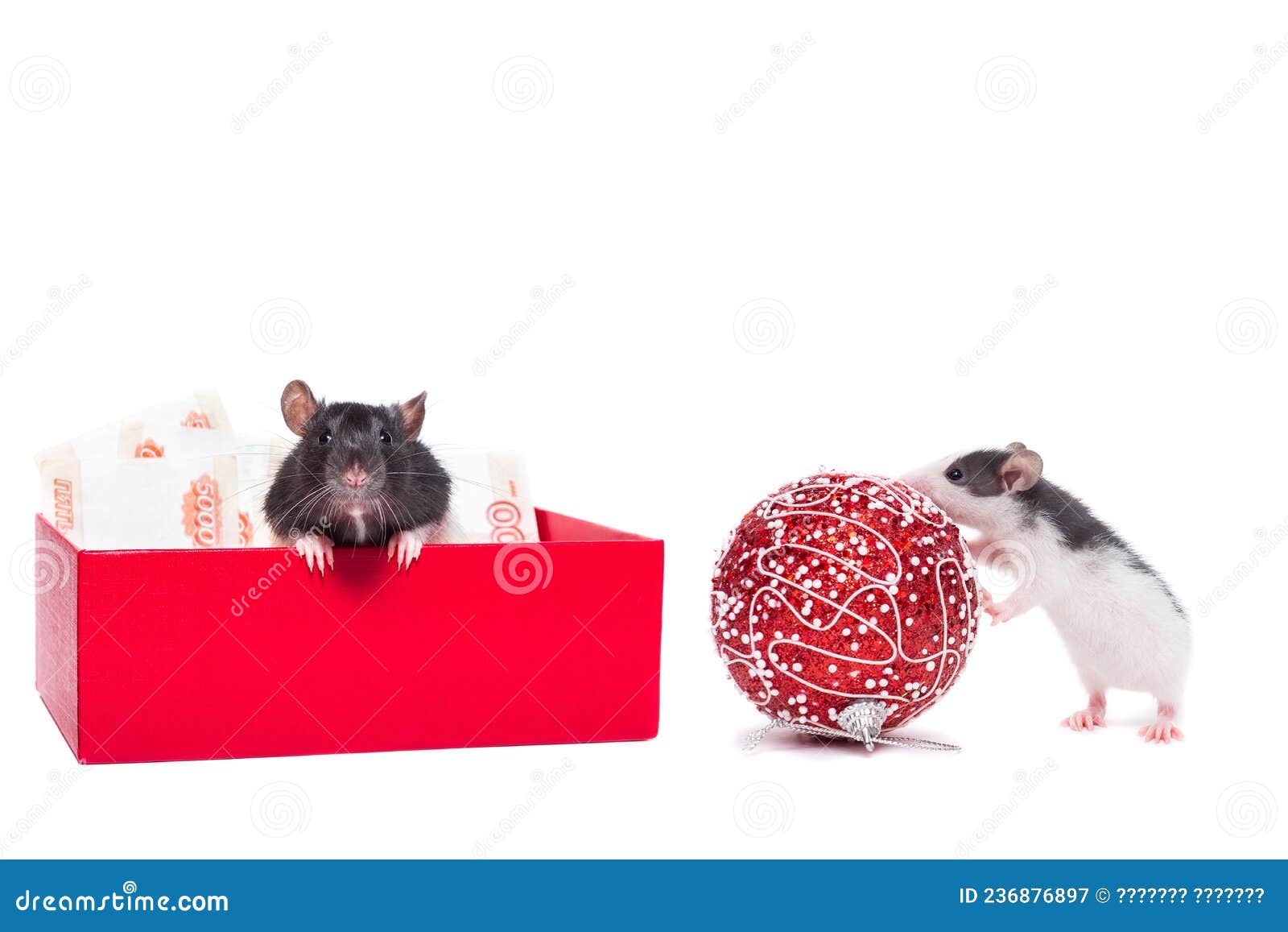 Rat with money stock image. Image of cash, ruble, 2020 - 236876897