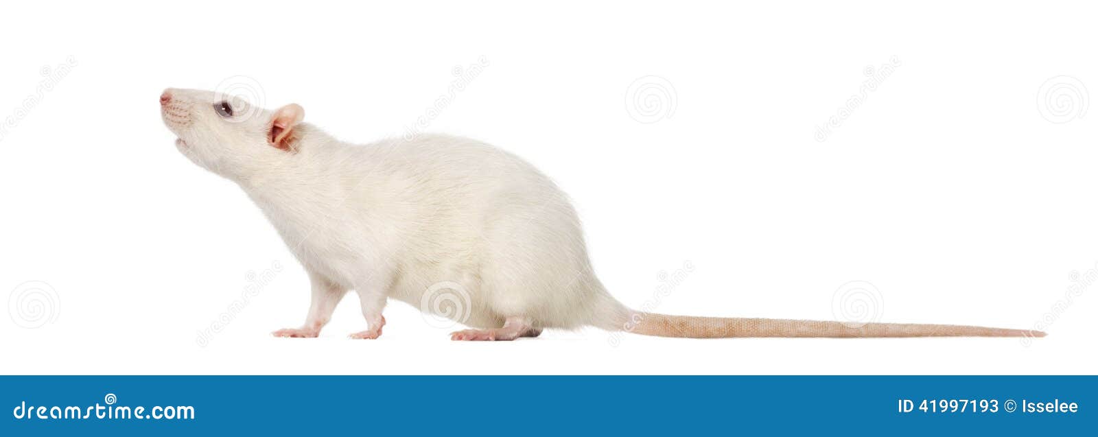 Rat (8 Months Old), Isolated Stock Image - Image of animal, vertebrate ...
