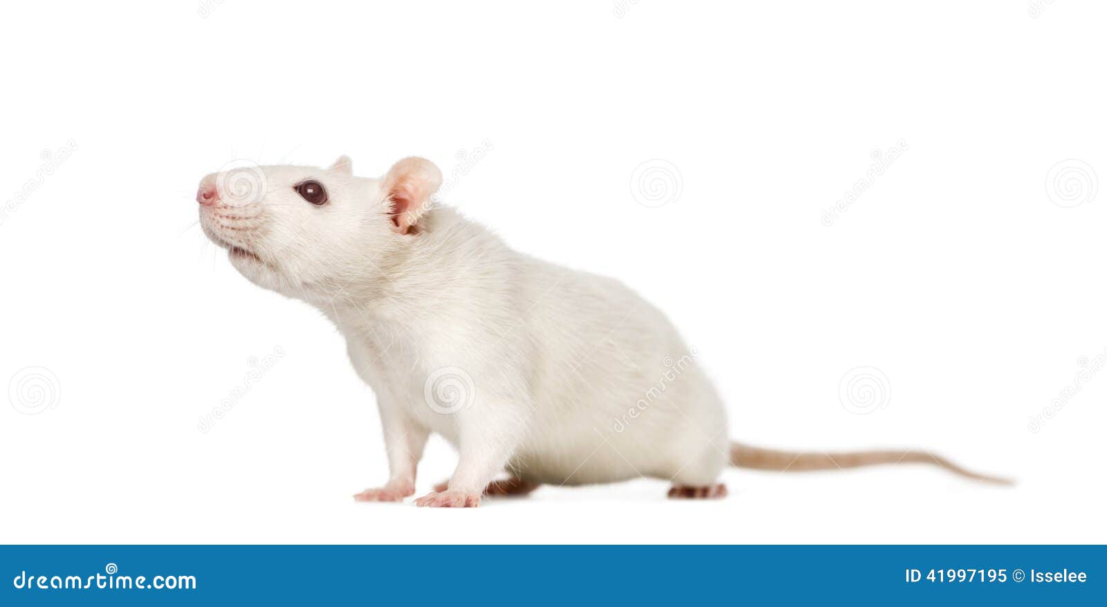 Rat (8 Months Old), Isolated Stock Image - Image of rodent, mammal ...