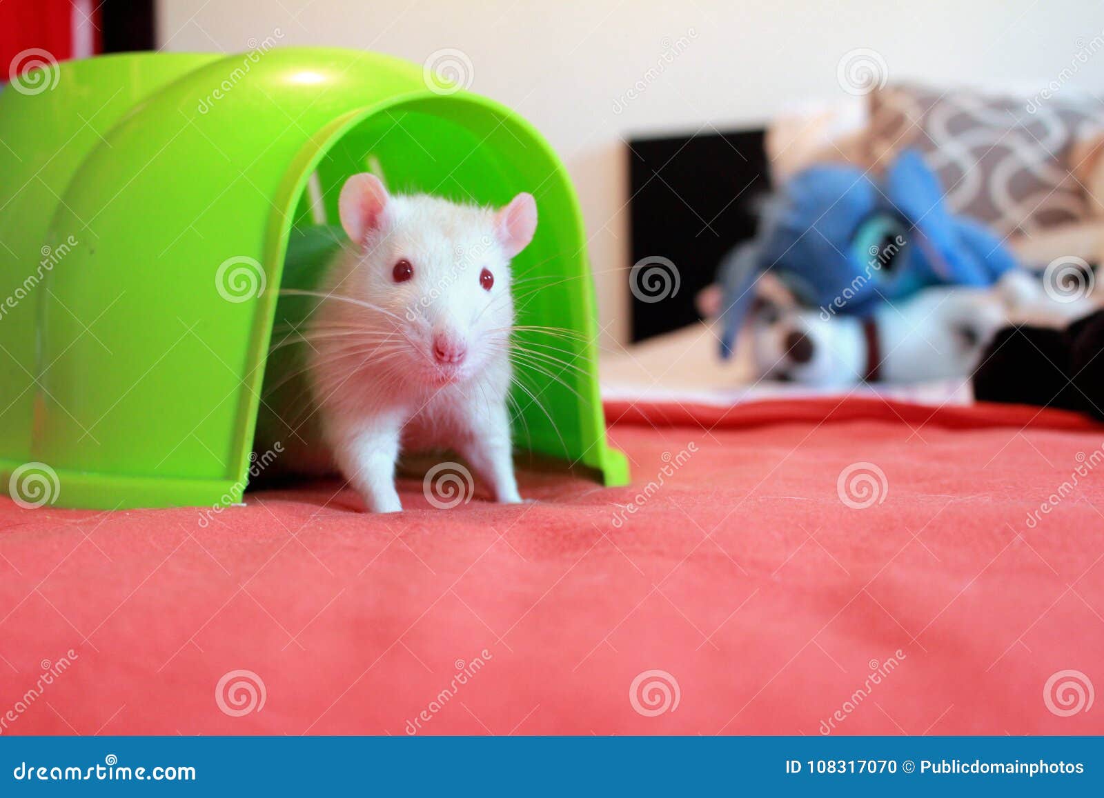 Rat, Muridae, Mammal, Skin Picture. Image: 108317070