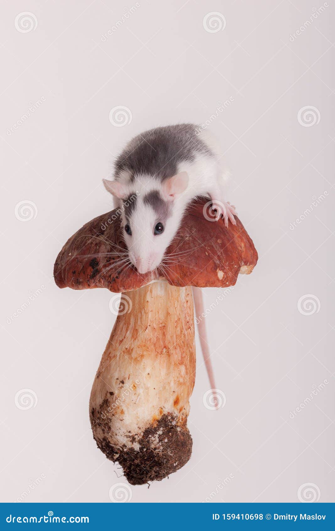 Rat on a mushroom cap stock photo. Image of young, vegetable - 159410698