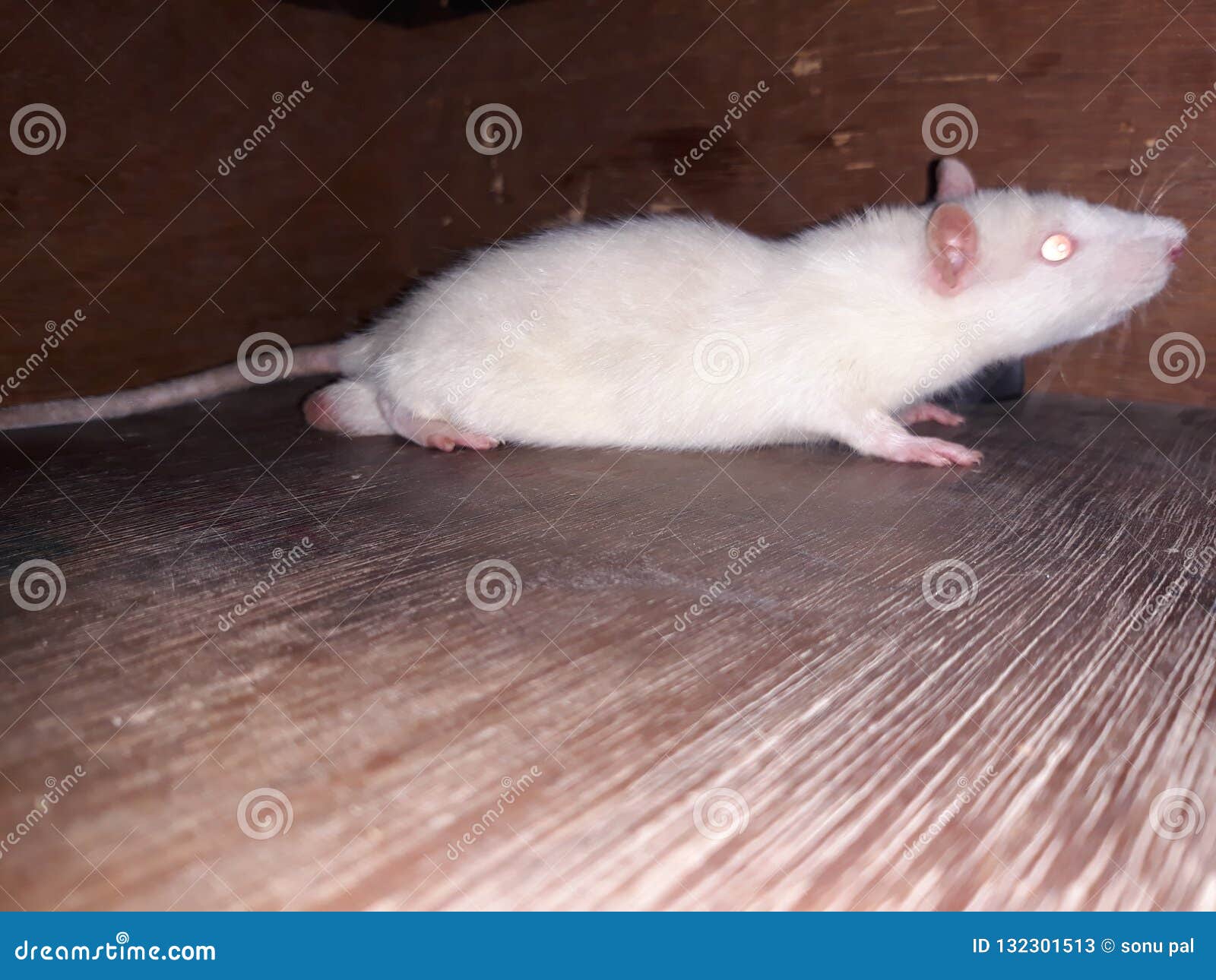Rat musick stock image. Image of musick, animal, chua - 132301513
