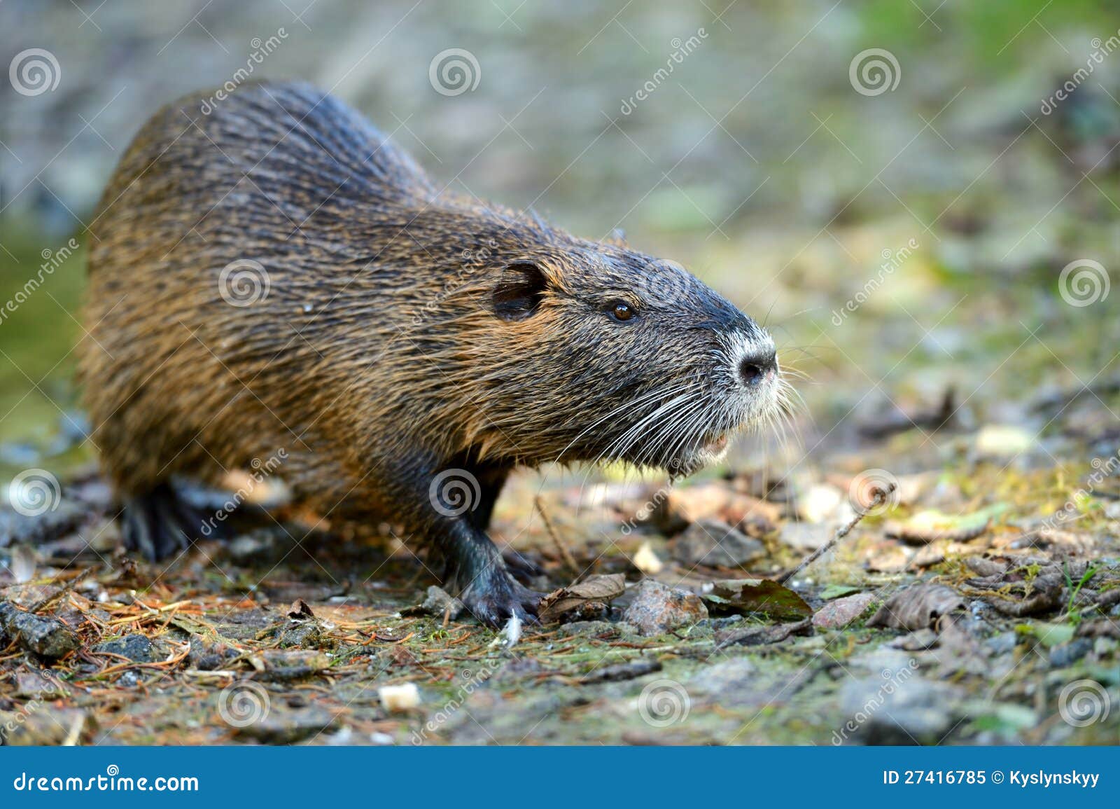 Rat musqué image stock. Image du herbe, marais, nourriture - 27416785