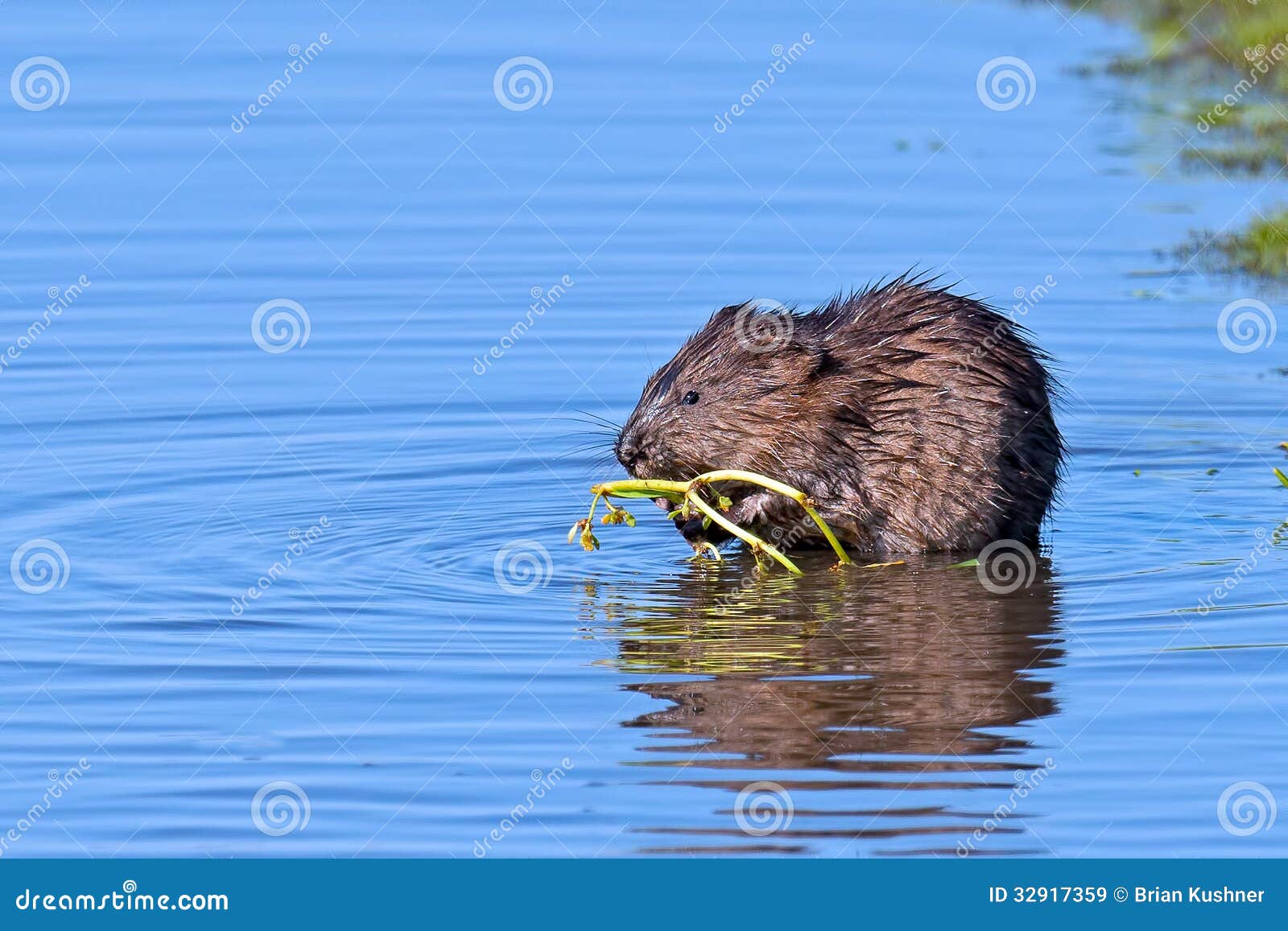 Rat musqué image stock. Image du marais, manger, animal - 32917359