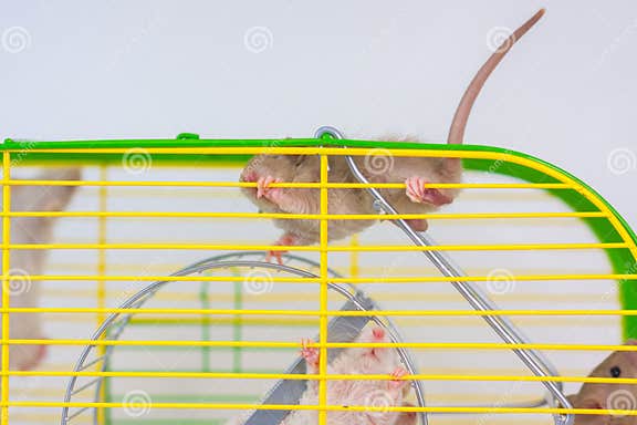Rat Nimble Upside Down. Upside Down Stock Photo - Image of carrier ...