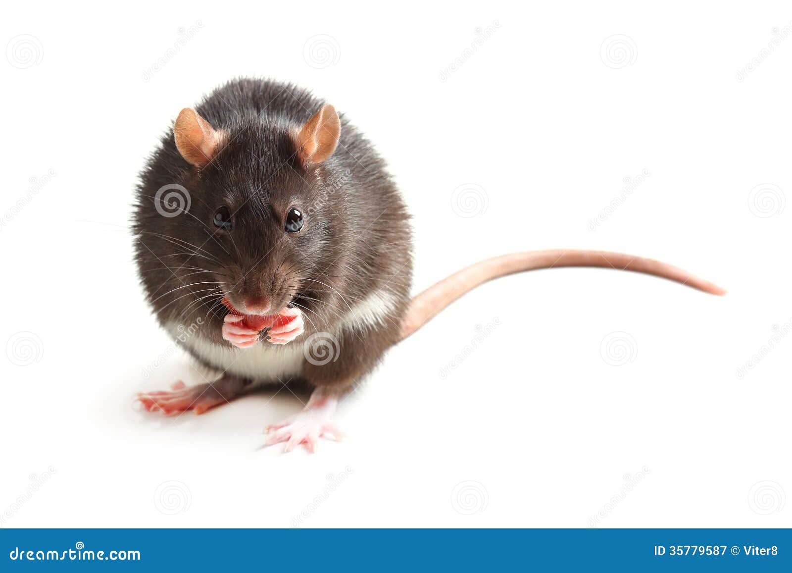 Rat Noir Mangeant Sur Le Fond Blanc Image stock - Image du noir, manger ...