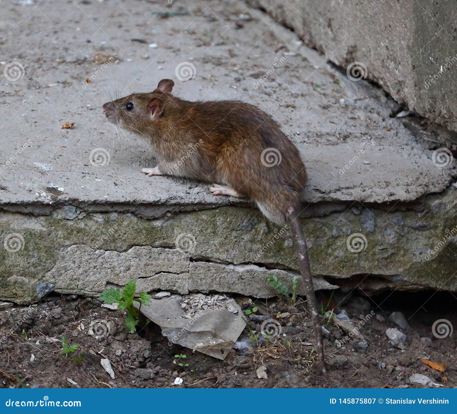Rat on an Old Cracked Concrete Slab Stock Image - Image of rodent, slab ...
