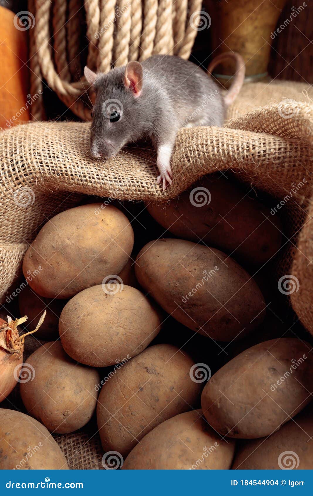 Rat in Old Wooden Barn with Vegetables Stock Photo - Image of funny ...