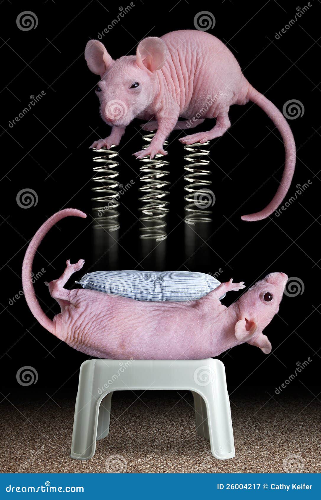 Rat op de lentes stock afbeelding. Image of niemand, veren - 26004217