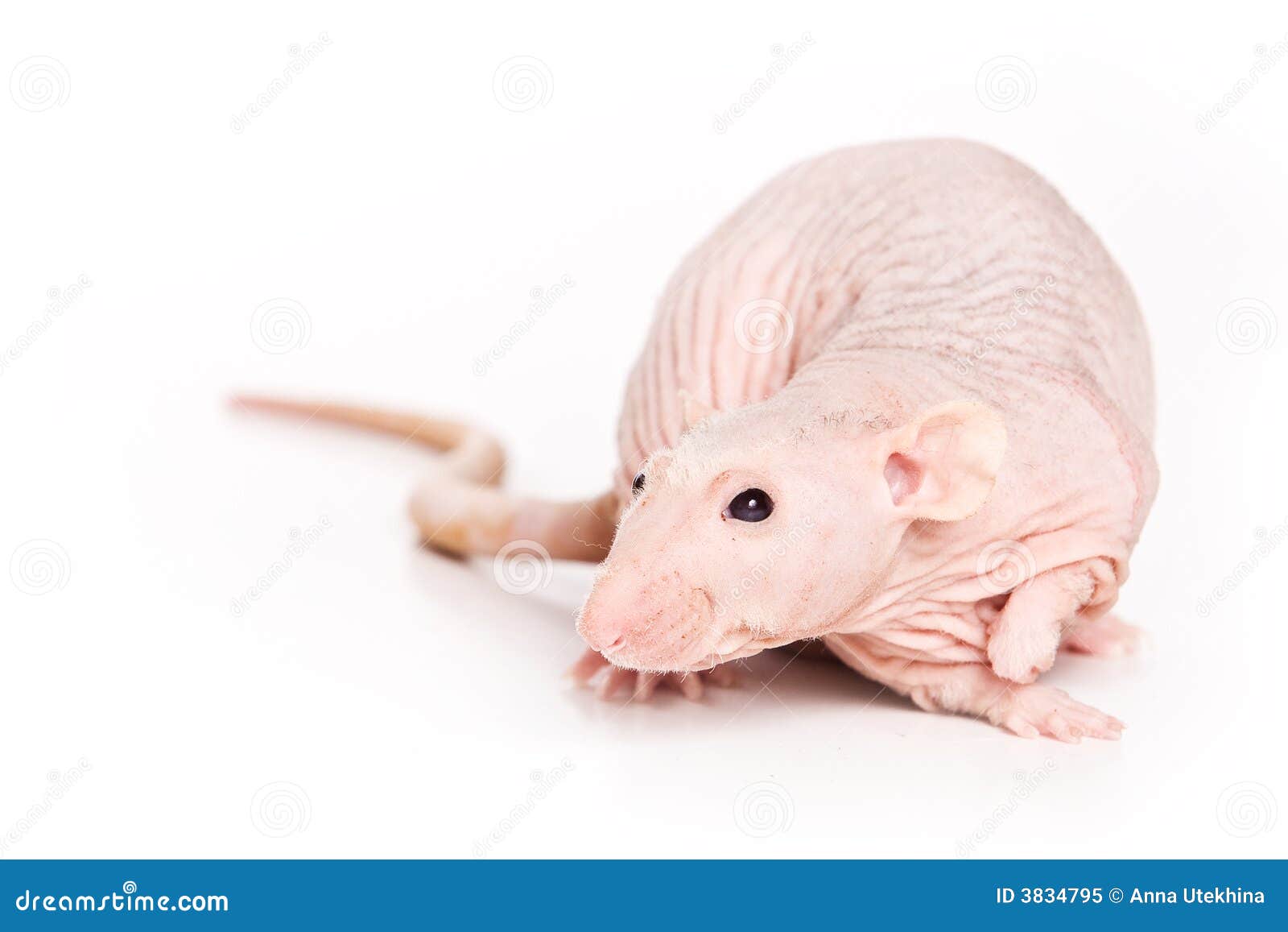 Rat op witte achtergrond stock afbeelding. Image of verachtelijk - 3834795