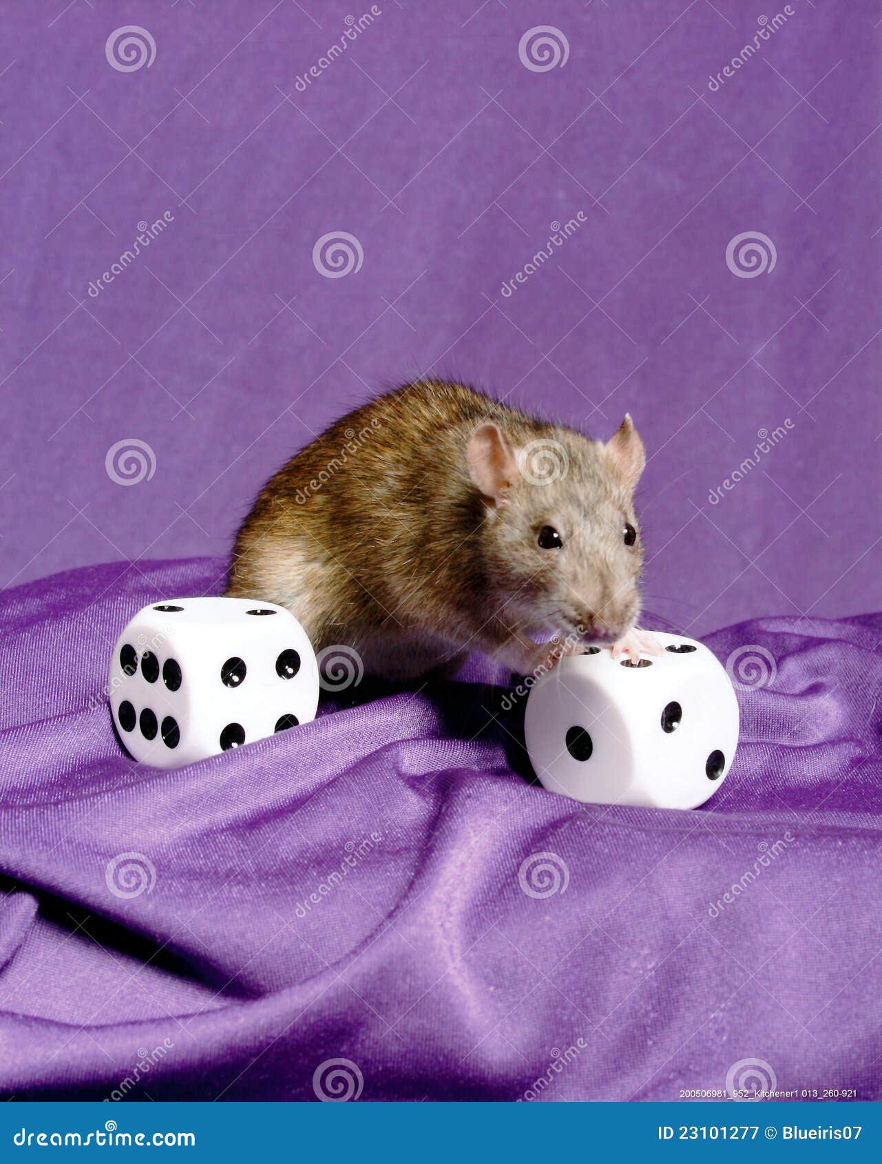 A Rat and a PAir of Dice stock image. Image of roll, purple - 23101277
