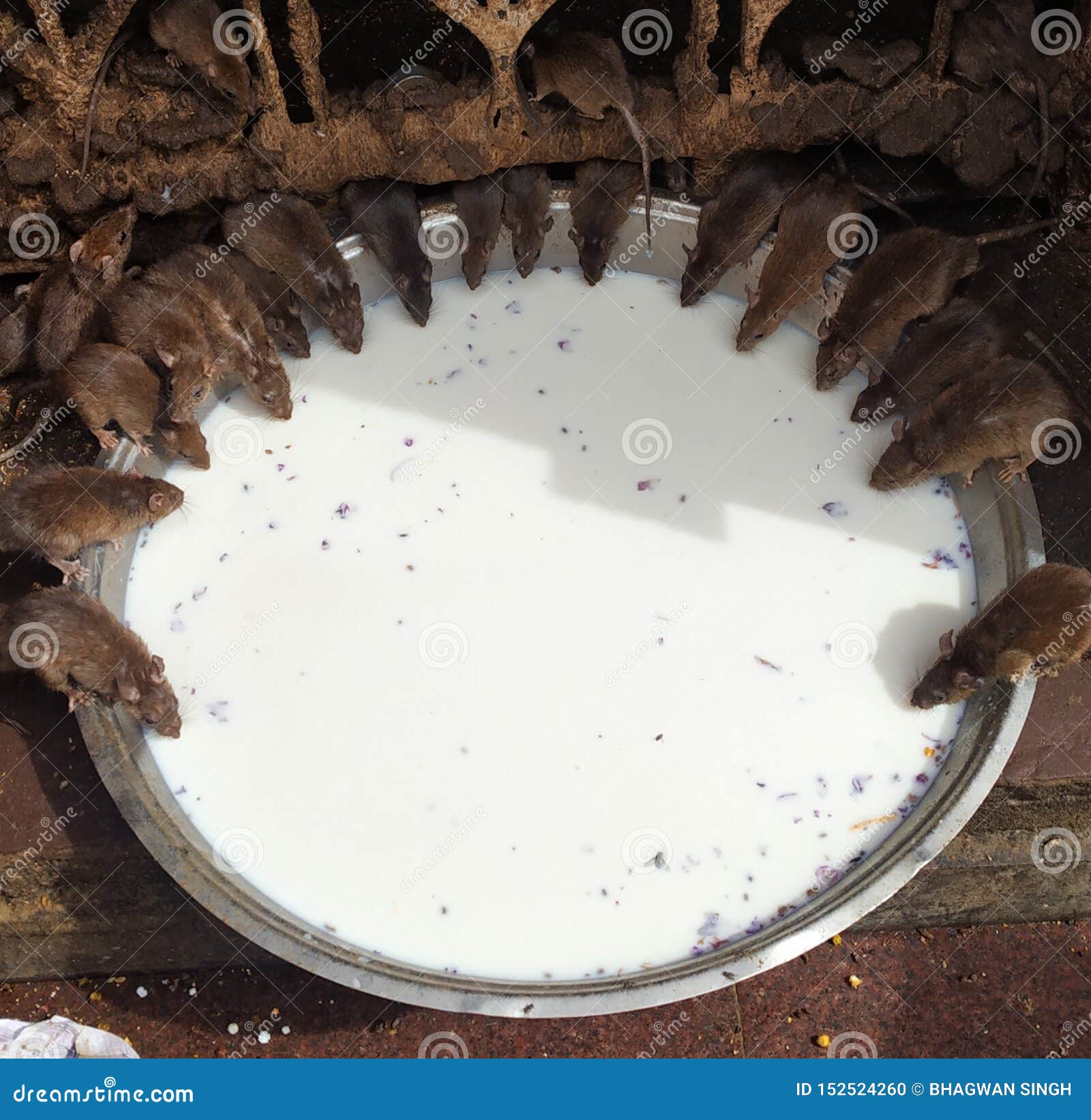 Rat Party stock photo. Image of union, animals, unity - 152524260