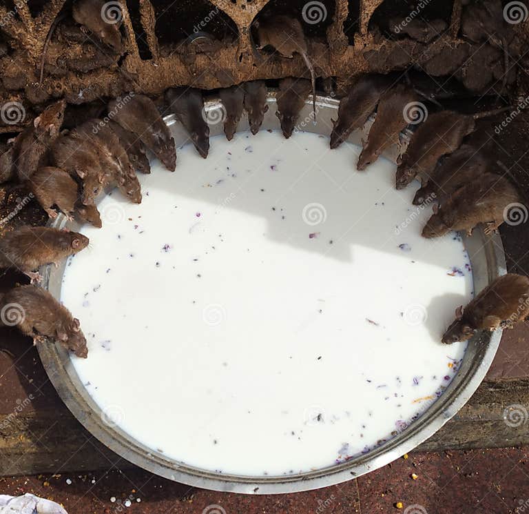 Rat Party stock photo. Image of union, animals, unity - 152524260