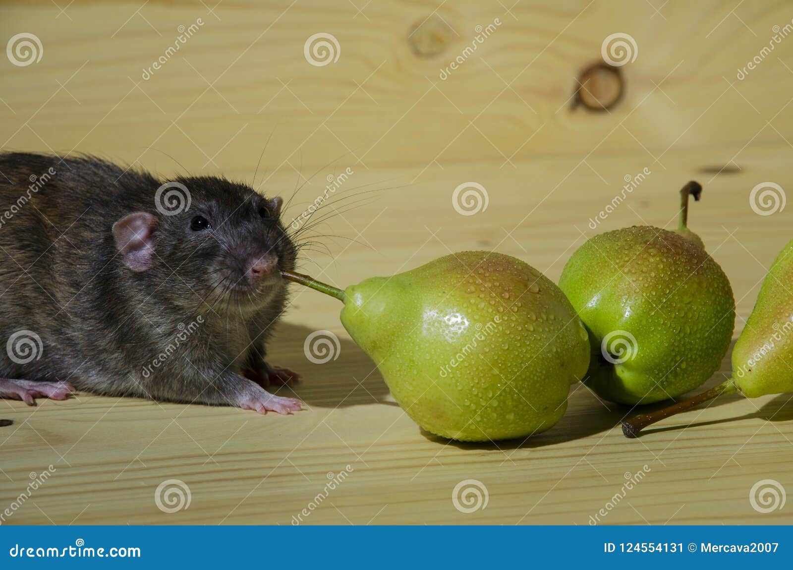 Rat and pears. stock image. Image of mammal, wooden - 124554131