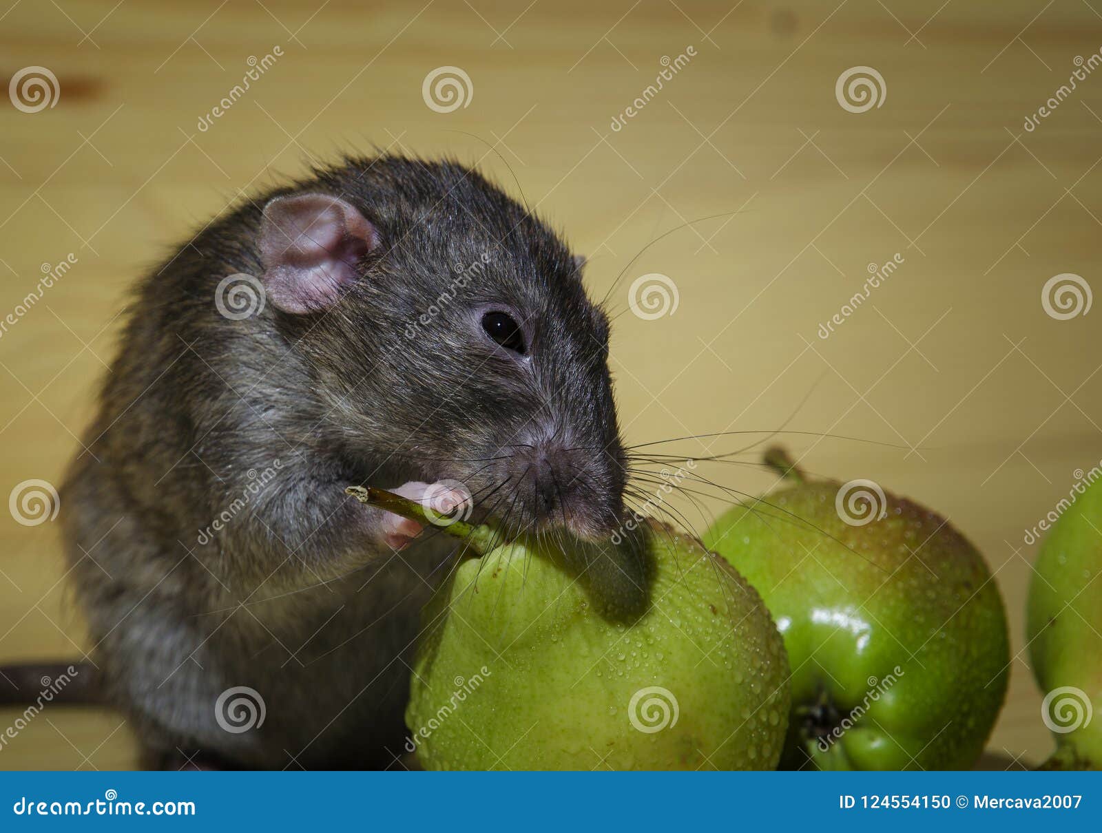 Rat and pears. stock photo. Image of cute, food, mammal - 124554150