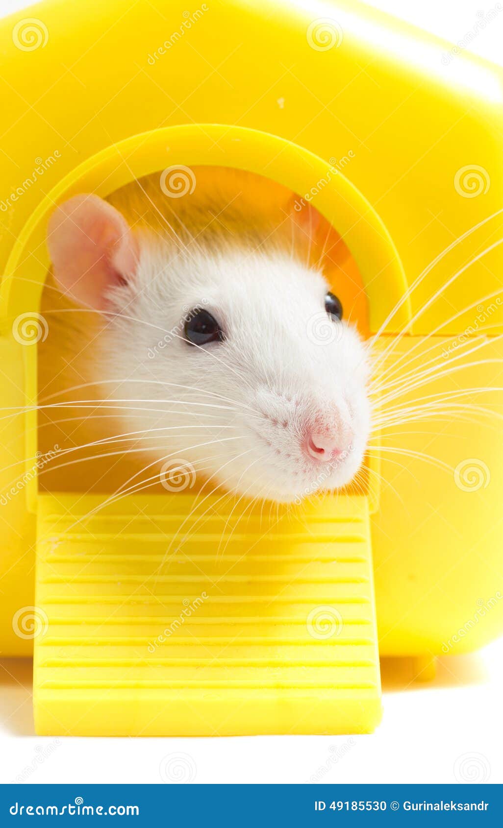 Rat peeping stock photo. Image of rodent, background - 49185530