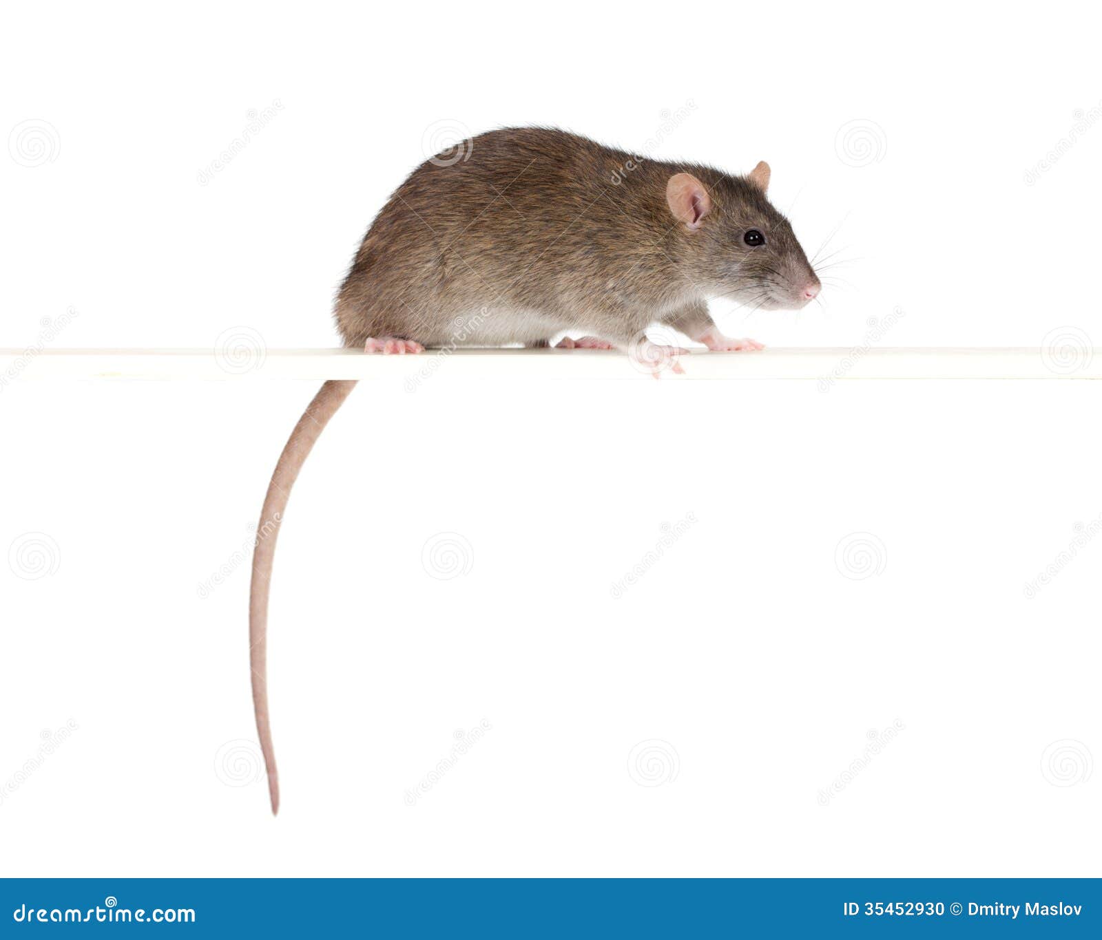 Rat on a perch stock photo. Image of fluffy, isolated - 35452930