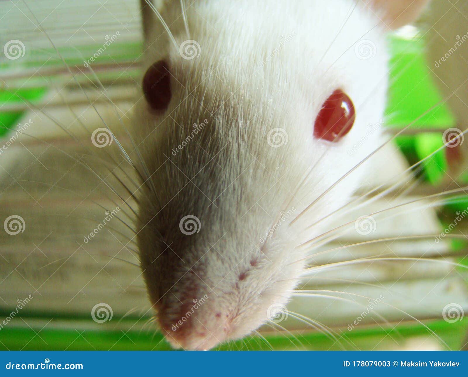 Rat image stock. Image du moustache, rongeurs, variété - 178079003