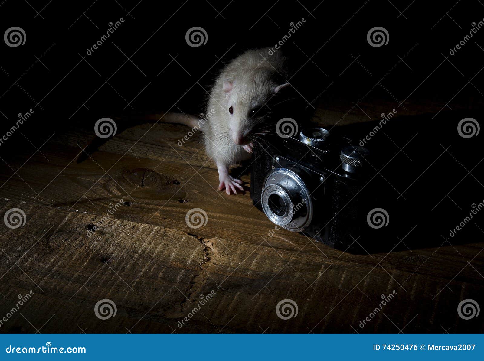 Rat - photographer. stock photo. Image of young, humor - 74250476