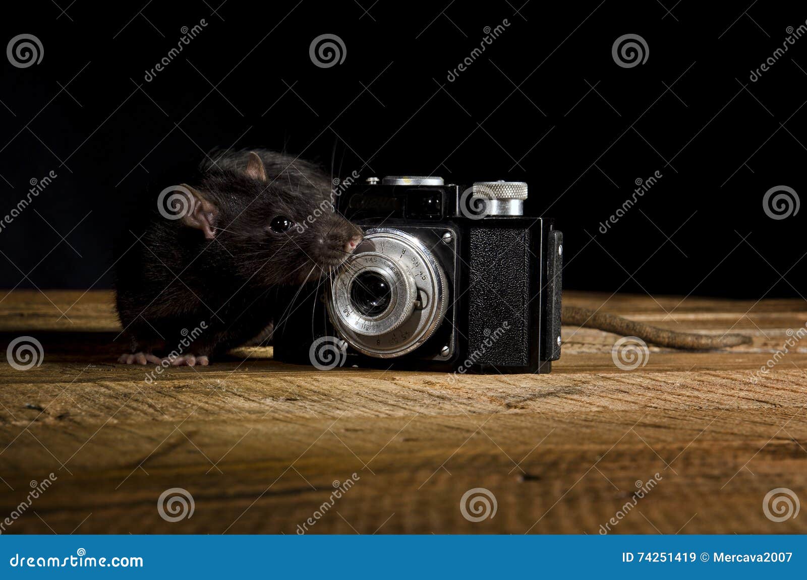 Rat - photographer. stock image. Image of small, rodent - 74251419