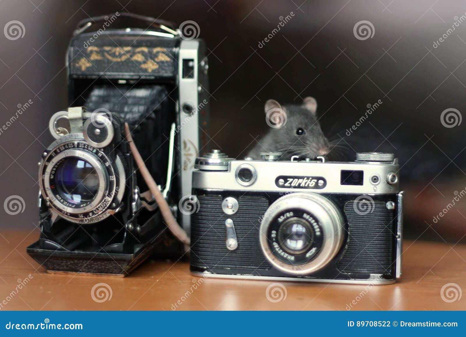 Rat photographs editorial photography. Image of eyes - 89708522