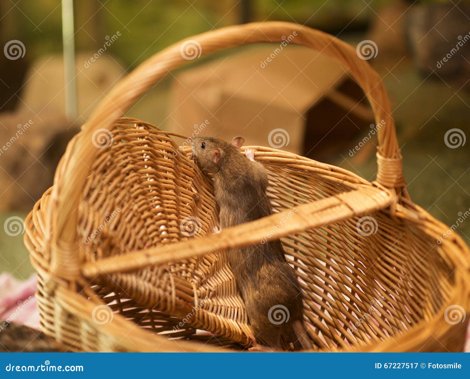 Rat stock image. Image of inside, danger, hazard, pest - 67227517