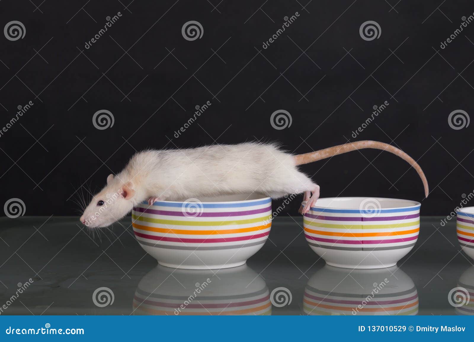 Rat in a plate stock image. Image of black, humor, indoors - 137010529
