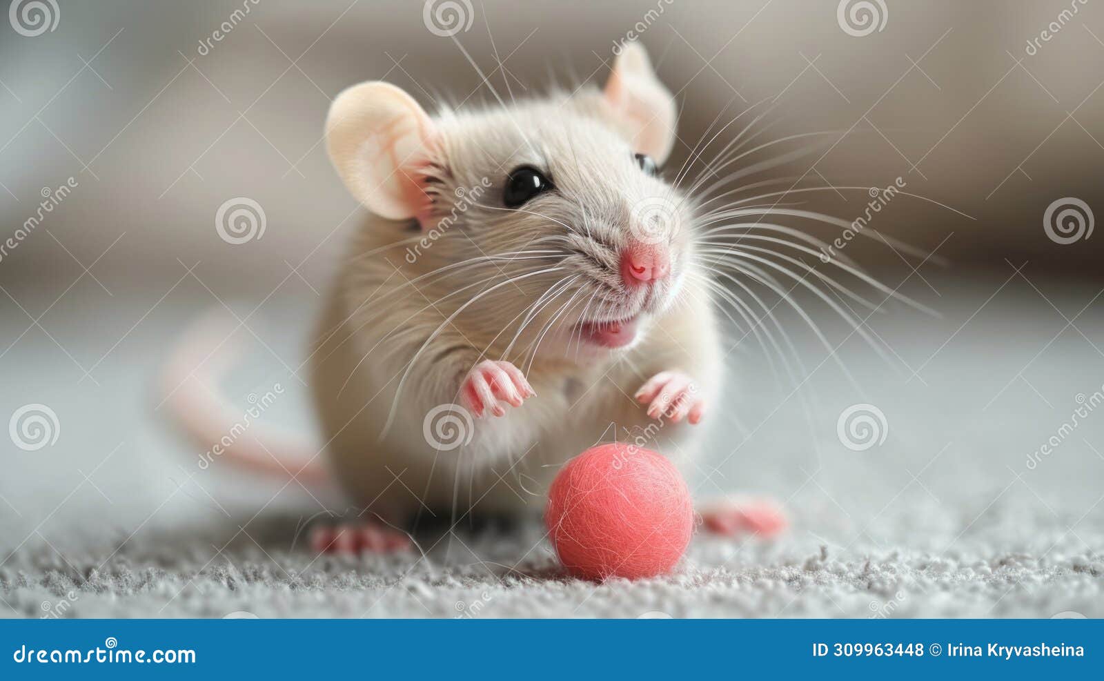 Rat Playing with a Ball of Yarn Stock Photo - Image of small, playing ...
