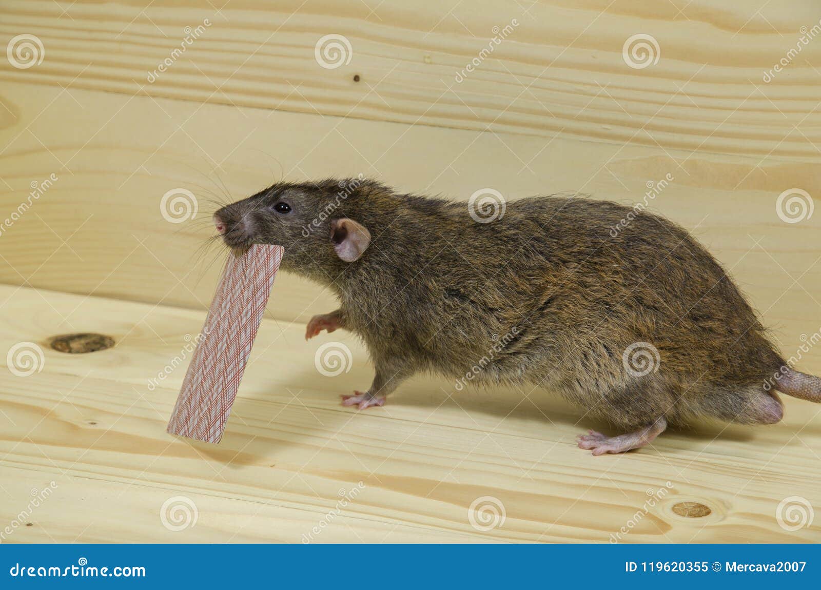The rat is playing cards. stock image. Image of play - 119620355