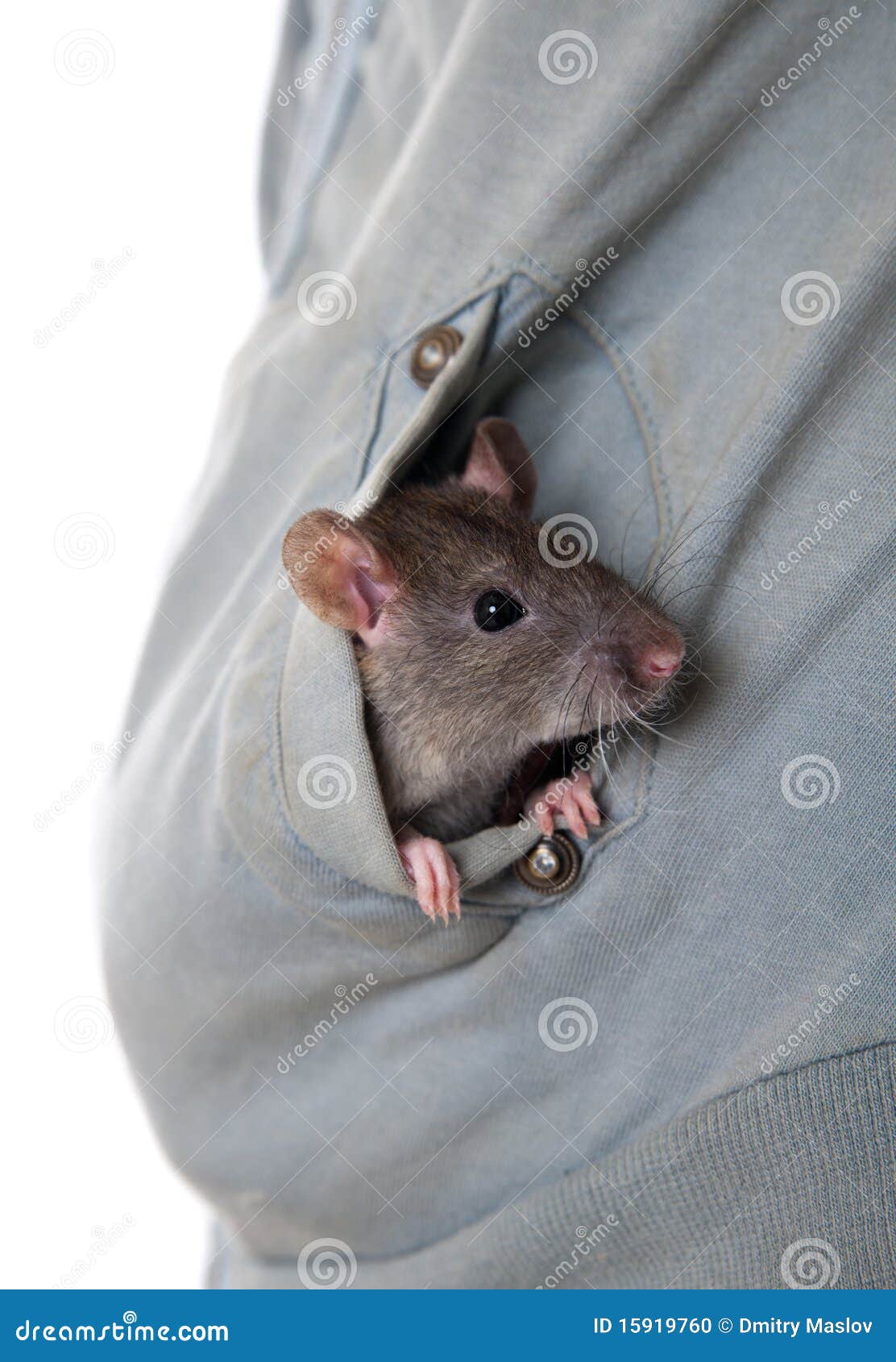 Rat in a pocket stock photo. Image of cute, mammal, comfortable - 15919760