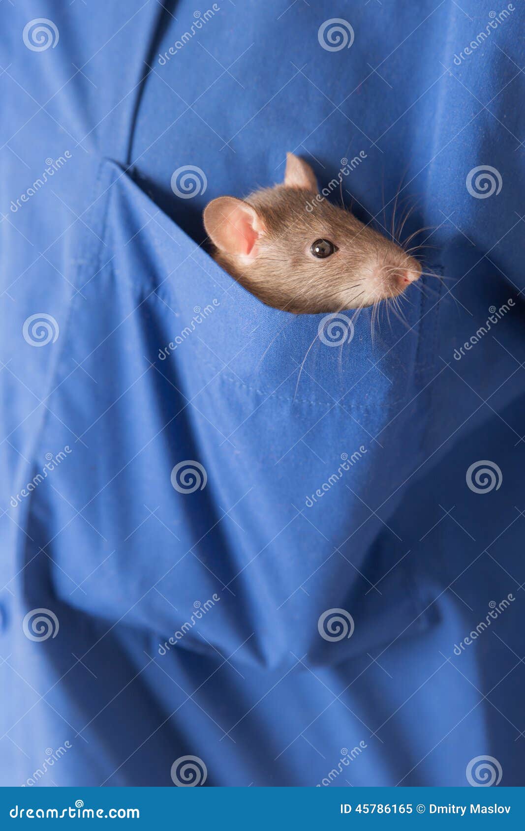 Rat in a pocket stock image. Image of closeup, pocket - 45786165